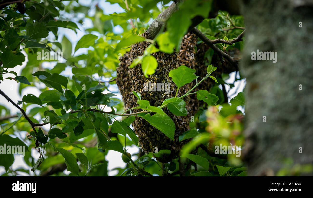 Beekeeping. Escaped bees swarm nesting on a tree. Apiary background. A ...