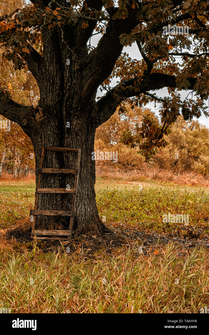 Lonely autumn oak tree with a ladder Stock Photo - Alamy