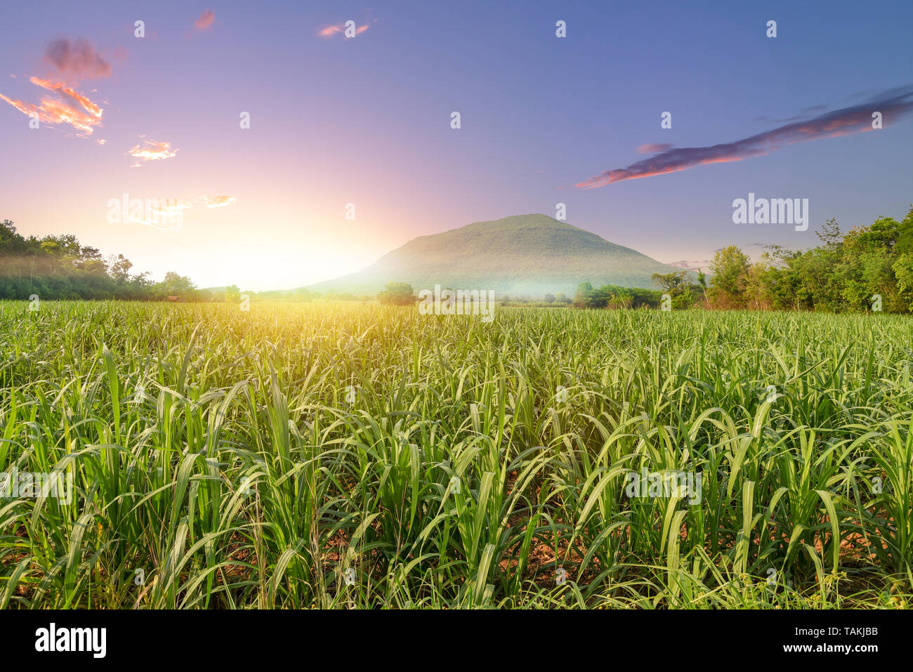 sugar cane field at sunrise or sunset with blue sky and cloud and ...