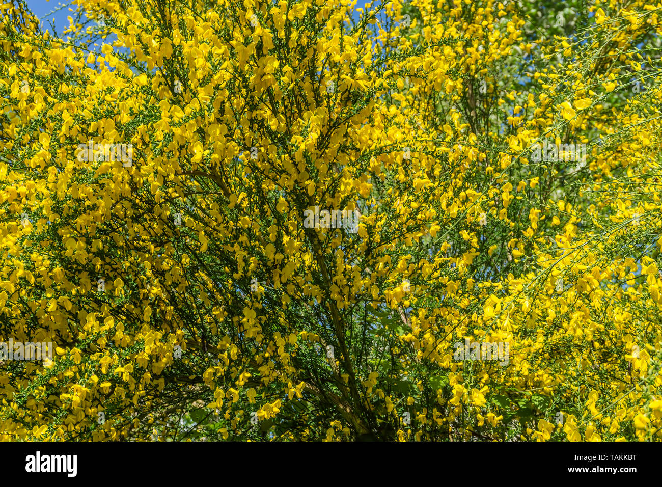 Brilliant yellow tree flowers in full bloom Stock Photo - Alamy