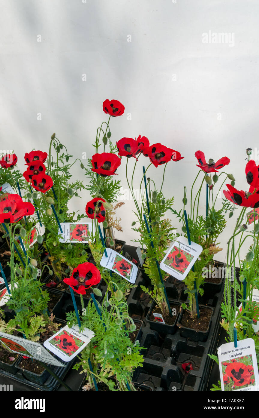2019 show garden hi-res stock photography and images - Alamy