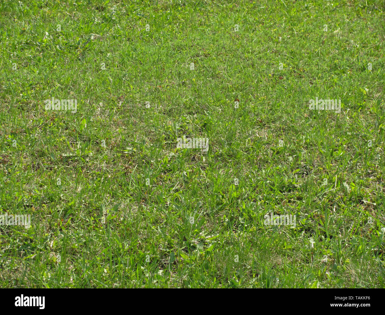 green grass natural spring background Stock Photo - Alamy