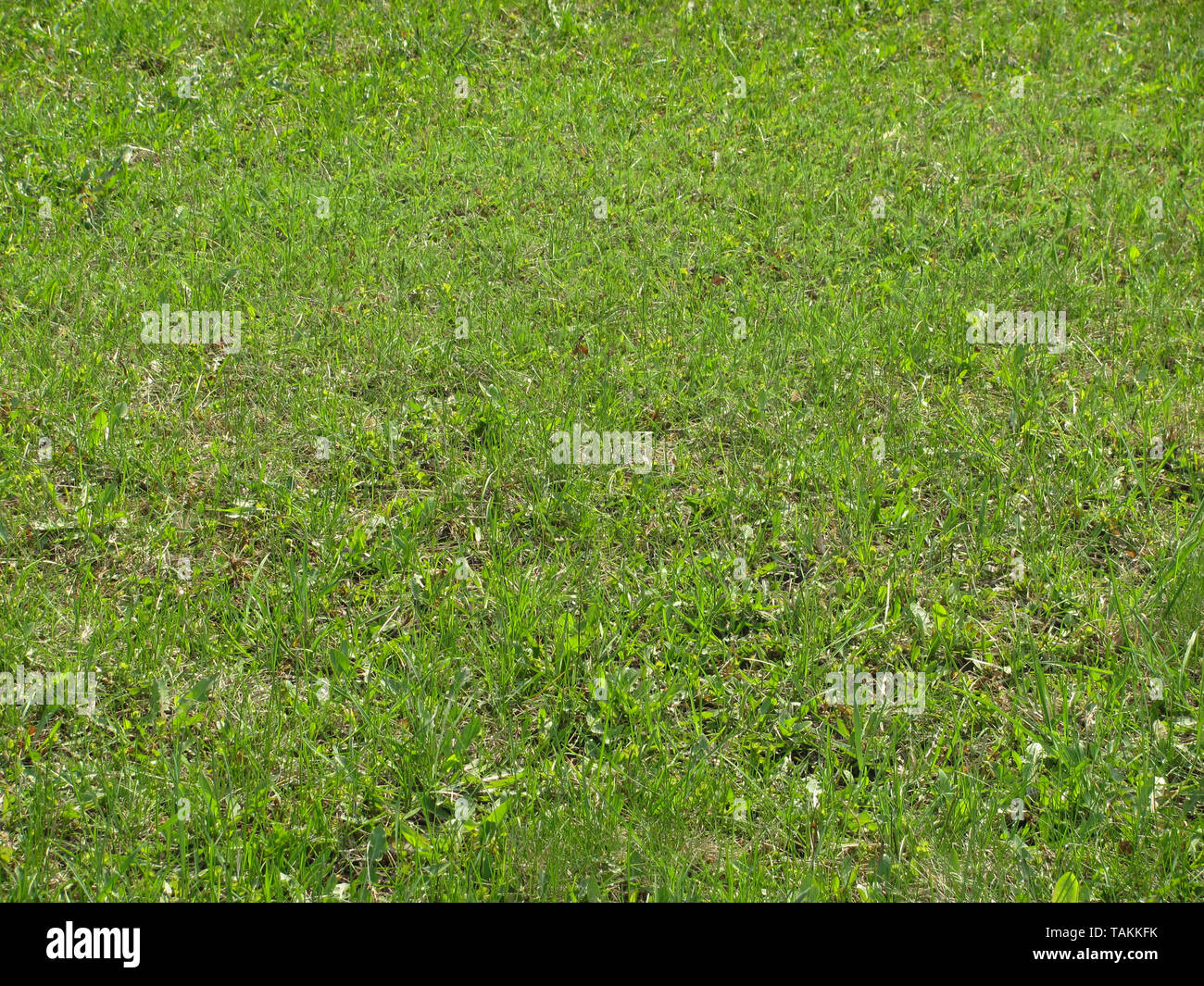 green grass natural spring background Stock Photo - Alamy