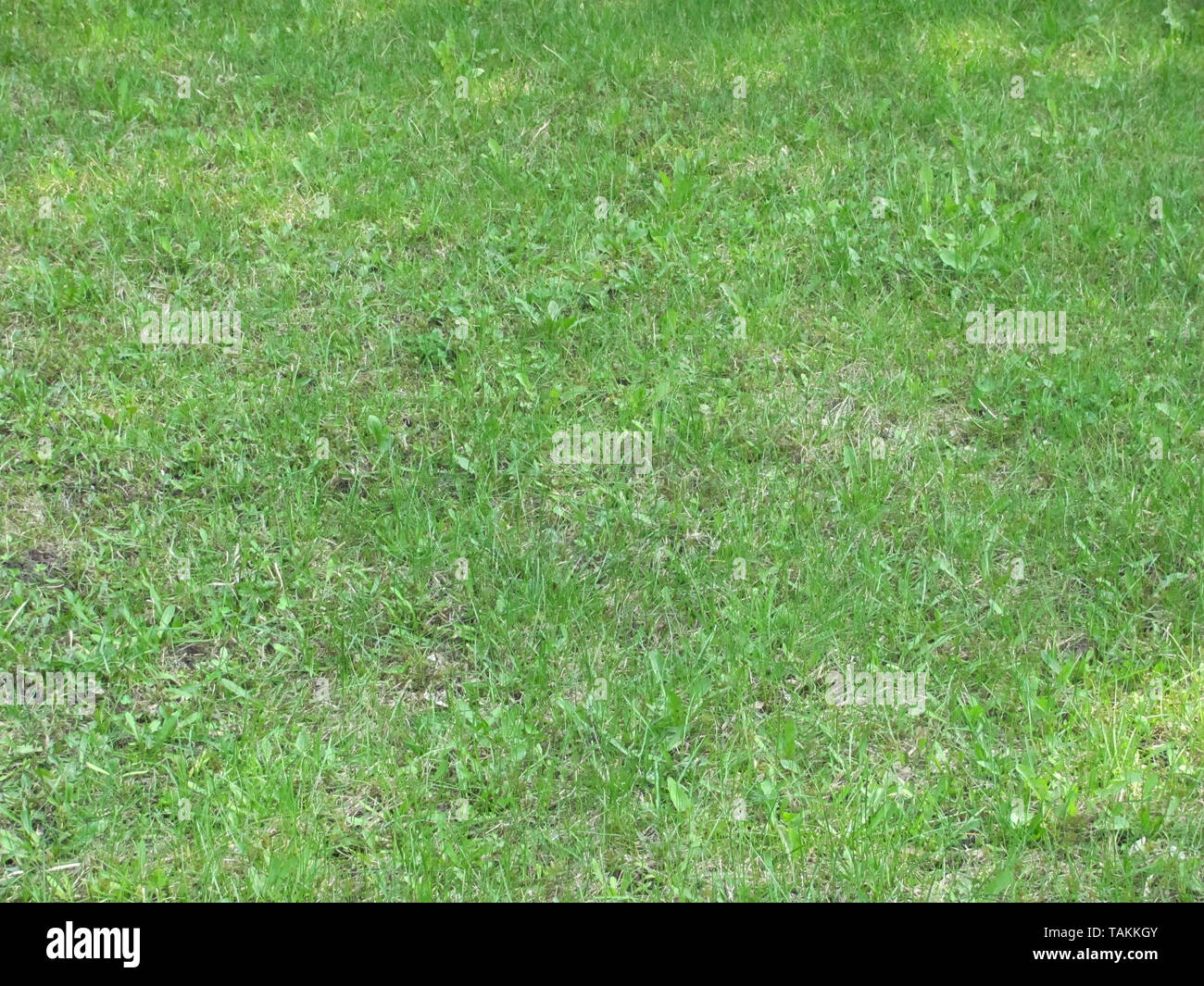green grass natural spring background Stock Photo - Alamy