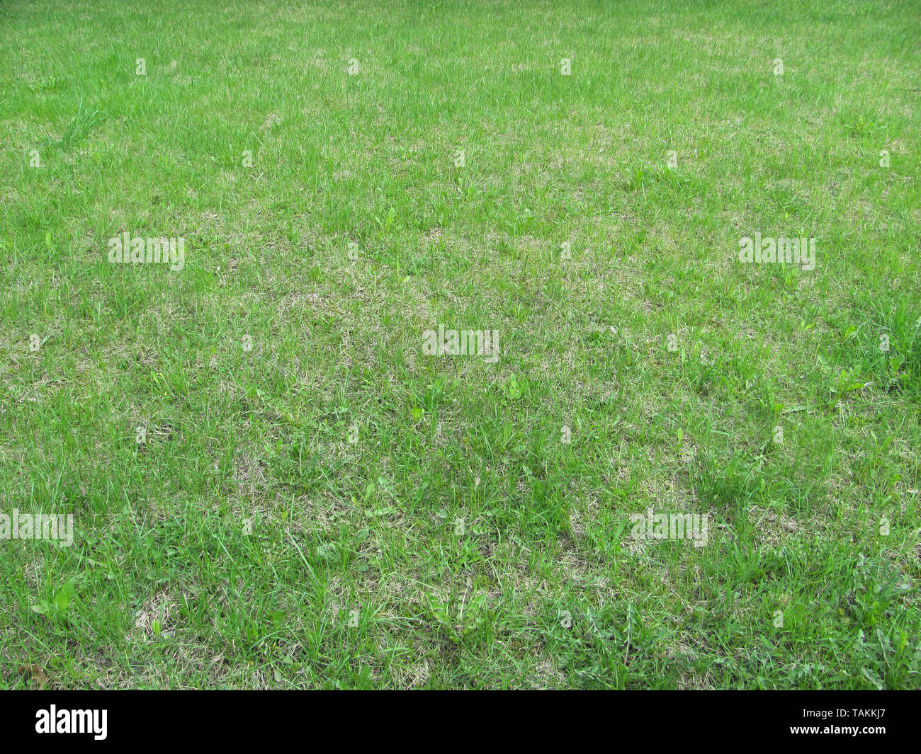 green grass natural spring background Stock Photo - Alamy