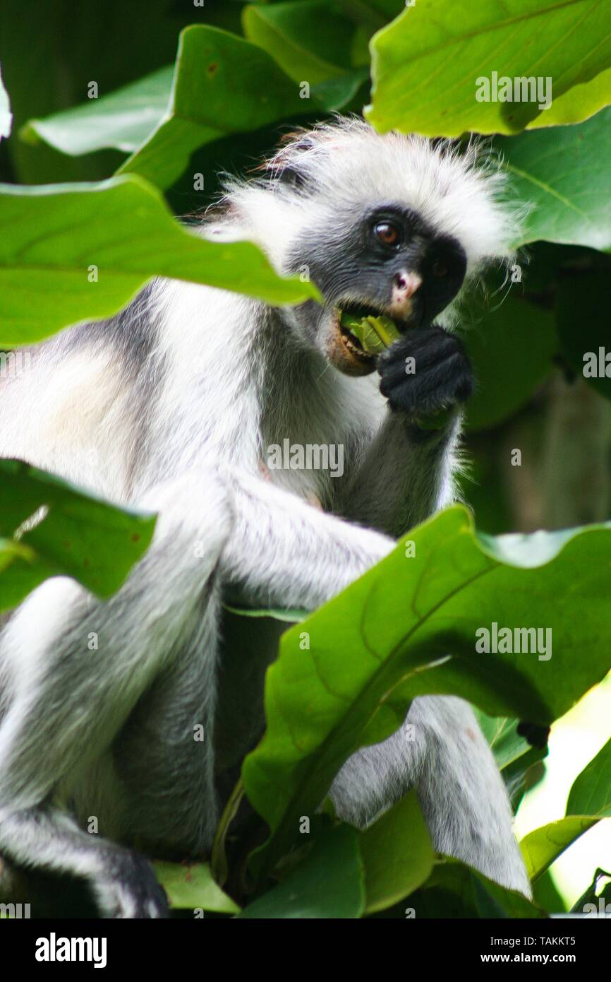 Isolated endangered red colobus monkey (Piliocolobus, Procolobus kirkii ...