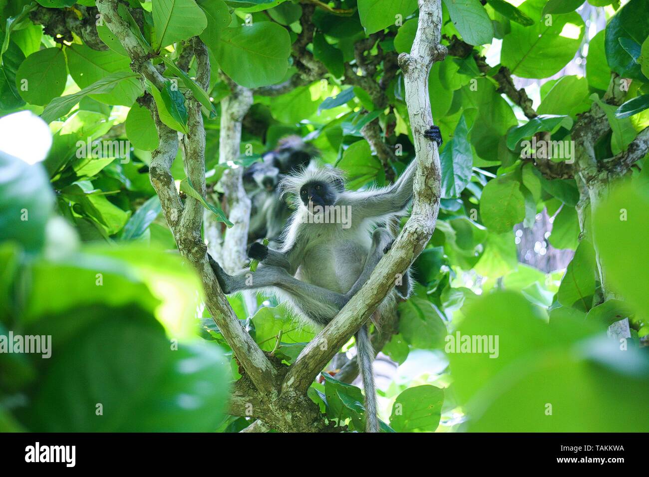 Endangered red colobus monkey family (Piliocolobus, Procolobus kirkii ...