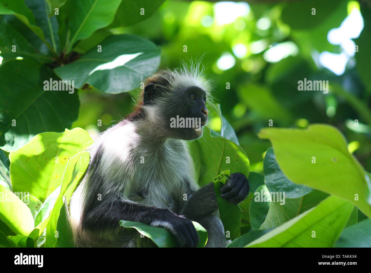 Isolated endangered young red colobus monkey (Piliocolobus, Procolobus ...