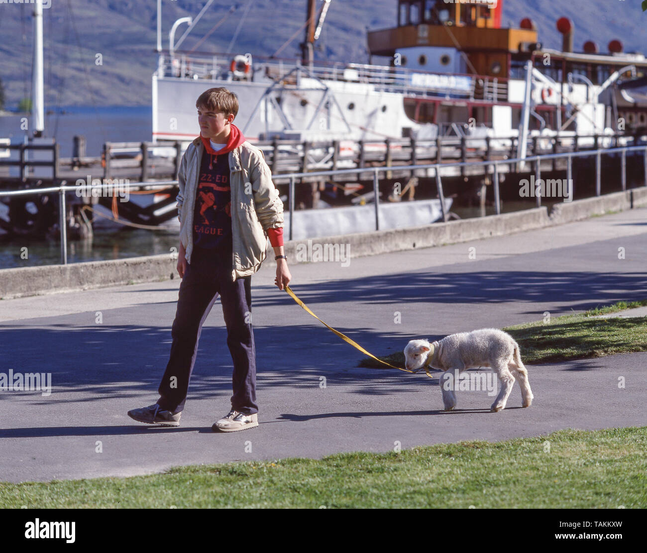 Boy walking pet lamb on foreshore, Queenstown, Otago Region, South ...