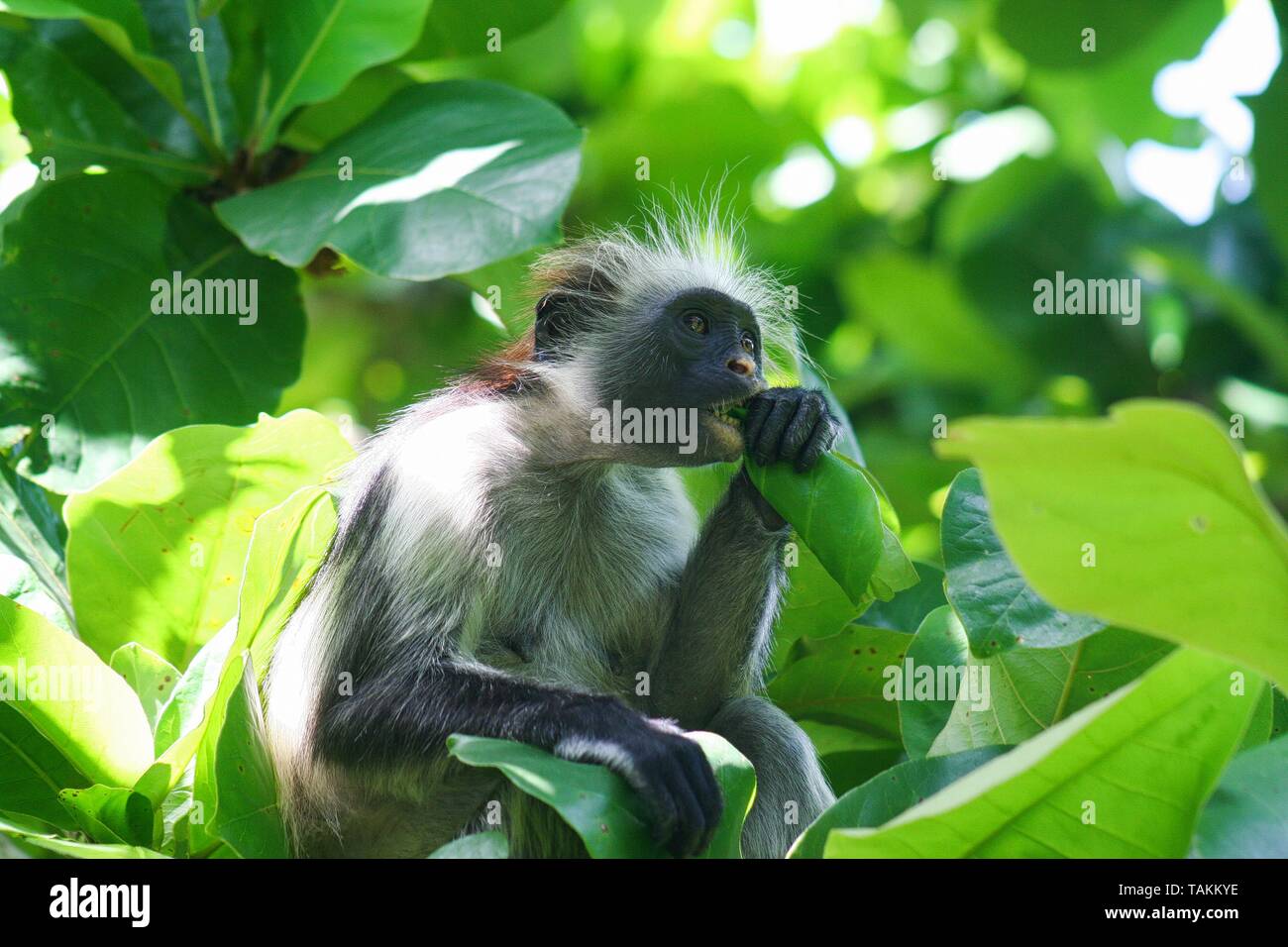 Isolated endangered young red colobus monkey (Piliocolobus, Procolobus ...