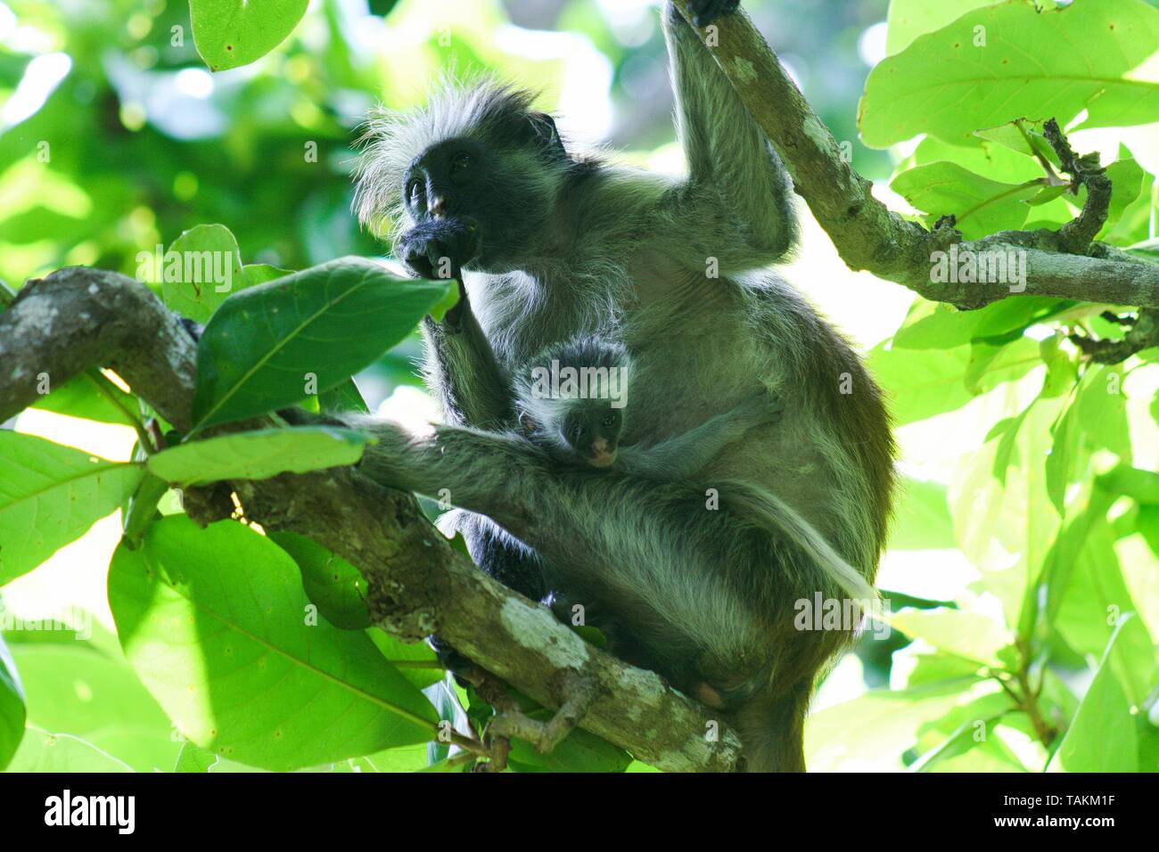 Isolated endangered red colobus monkey (Piliocolobus, Procolobus kirkii ...