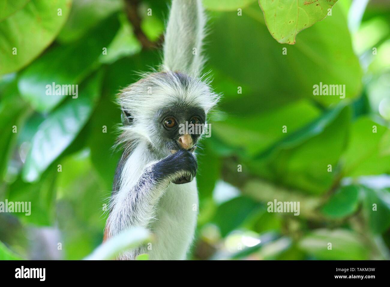 Endangered young red colobus monkey (Piliocolobus, Procolobus kirkii ...