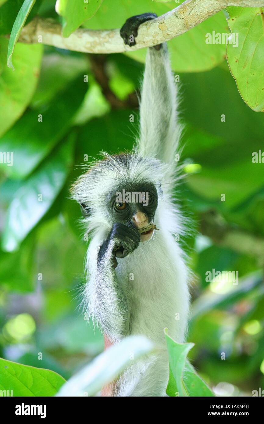Endangered young red colobus monkey (Piliocolobus, Procolobus kirkii ...