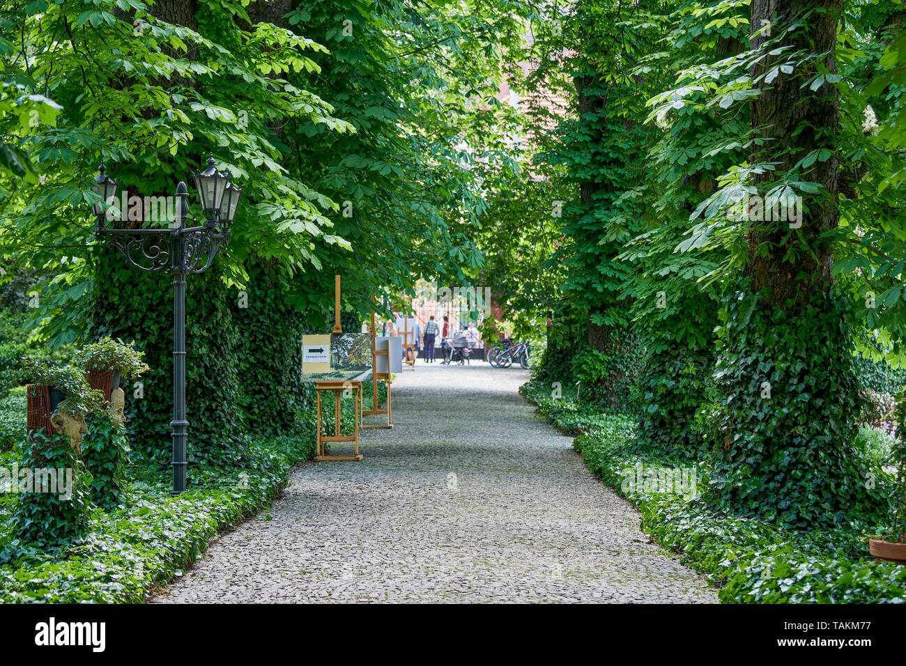Tree alley old trees on hi-res stock photography and images - Alamy