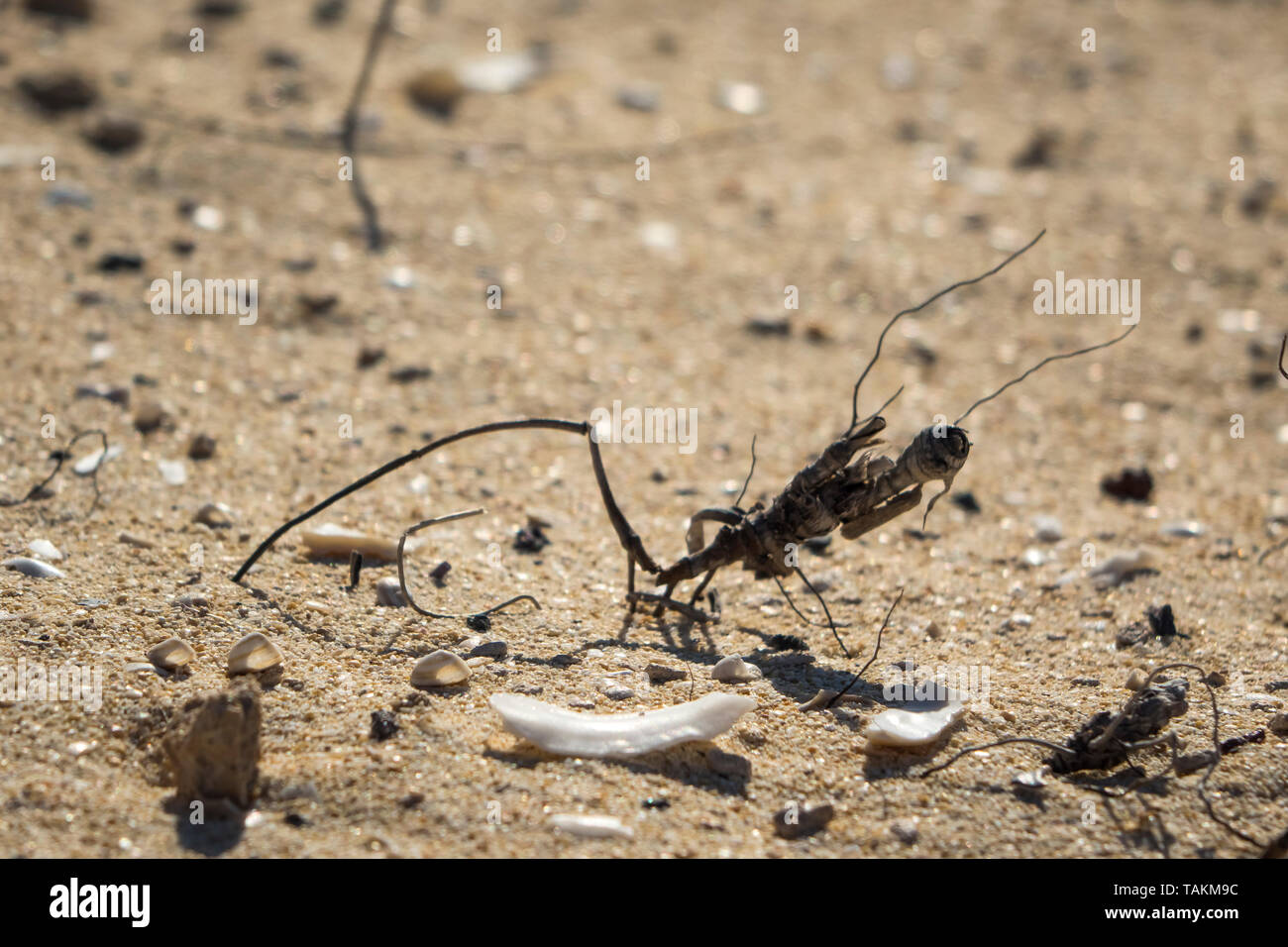 Interesting pictures of roots and sticks that look like insects in the ...