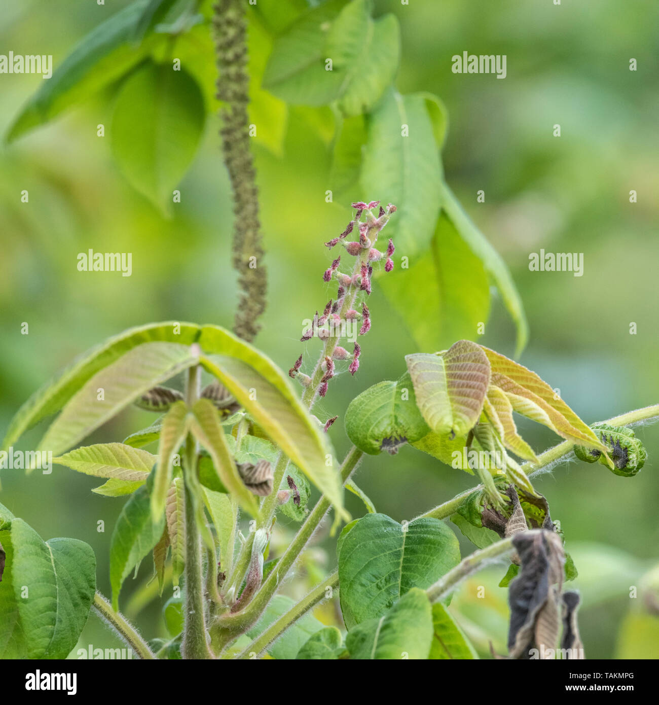 Flowers of Japanese Walnut / Juglans ailantifolia tree with exposed ...