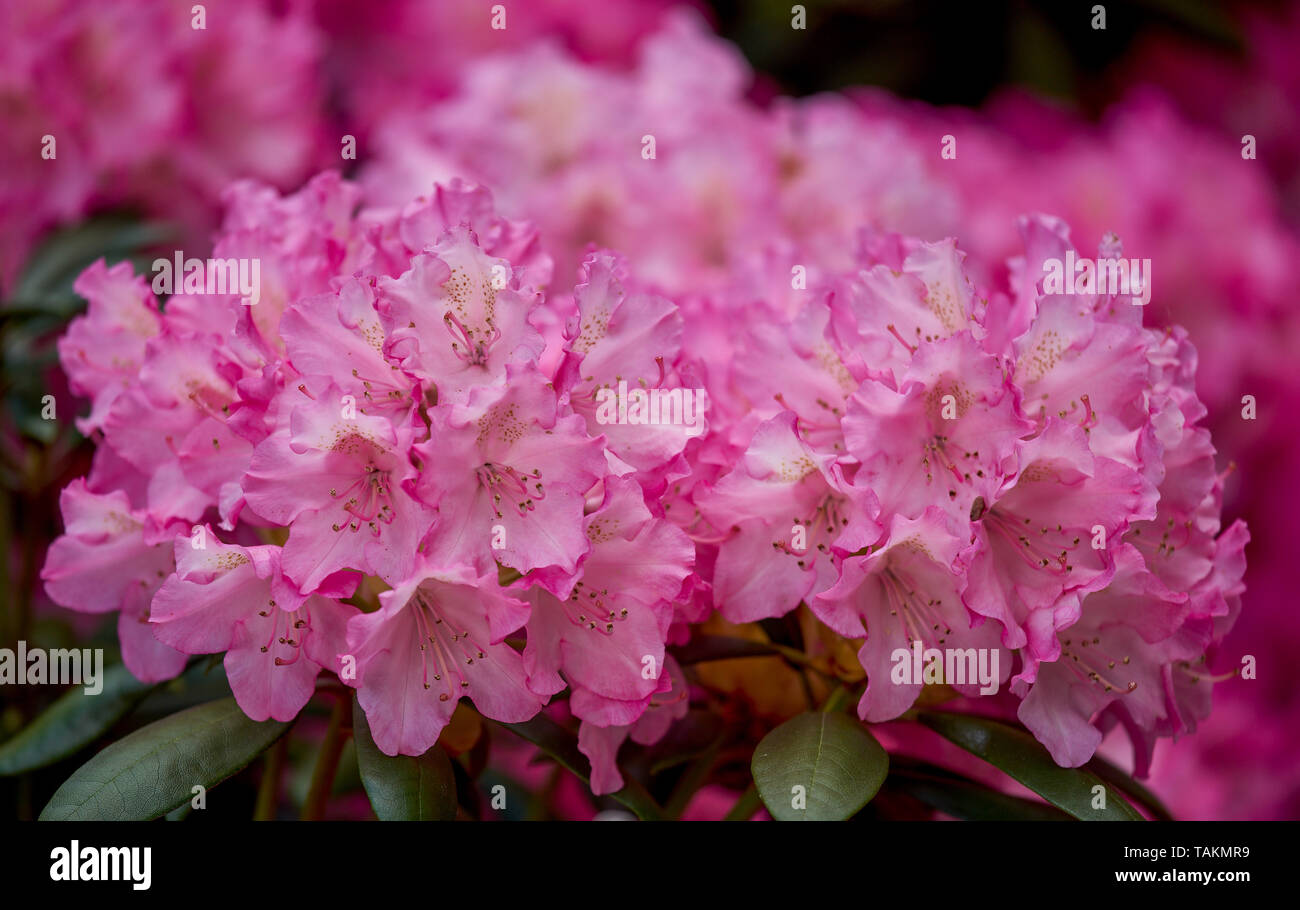 Pink Rhodododendron Kalinka flowers close up Stock Photo - Alamy