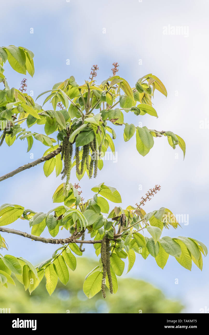 Flowers of Japanese Walnut / Juglans ailantifolia tree with exposed ...