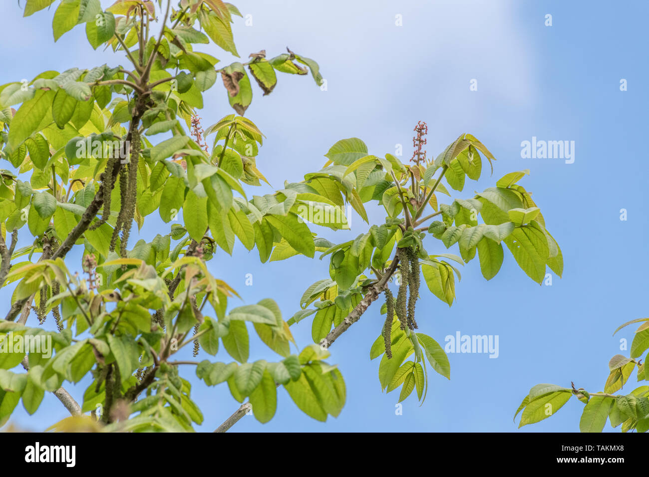 Noce del giappone hi-res stock photography and images - Alamy