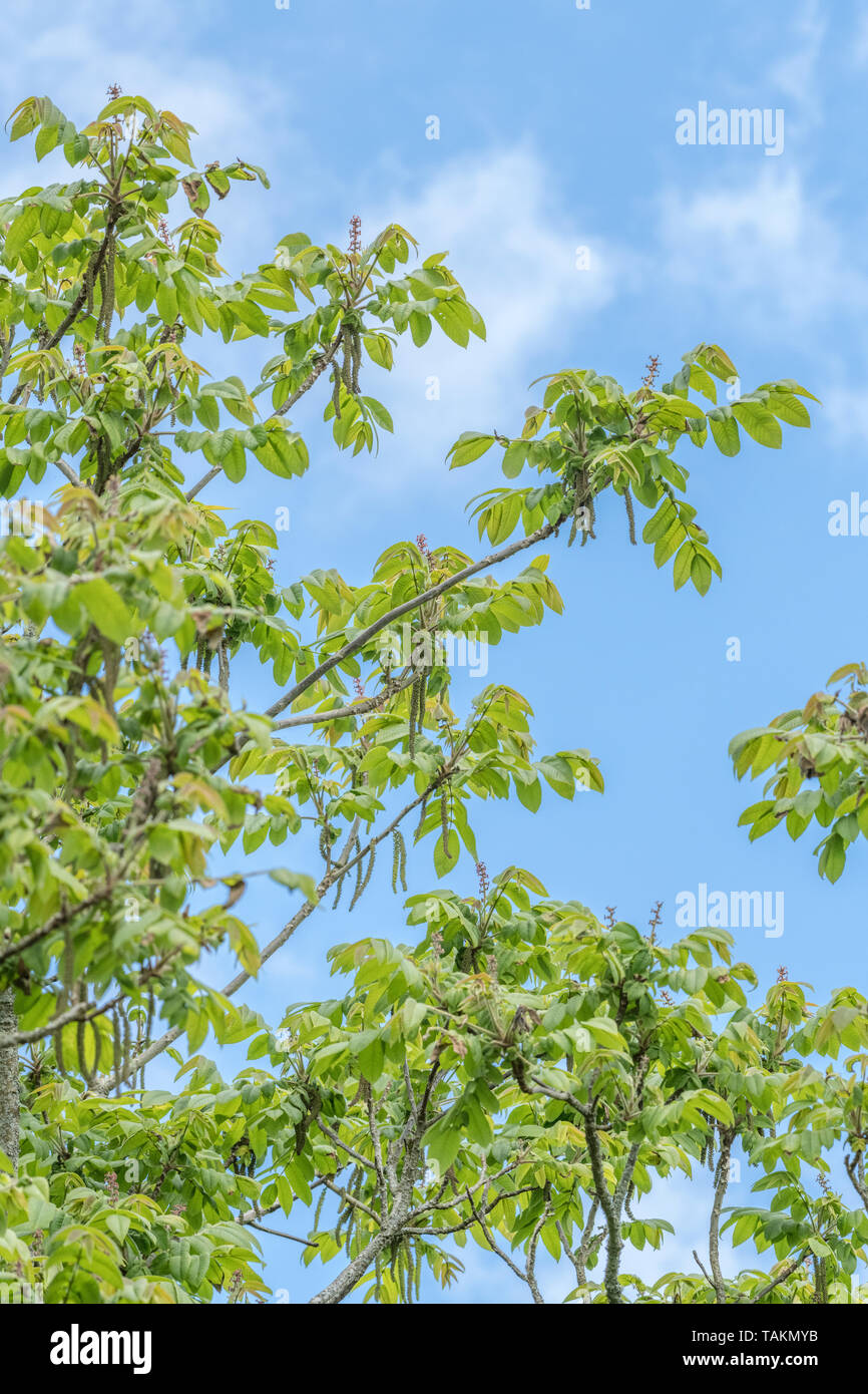 Flowers of Japanese Walnut / Juglans ailantifolia tree with exposed ...