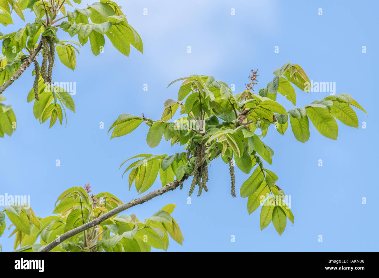 Flowers of Japanese Walnut / Juglans ailantifolia tree with exposed ...