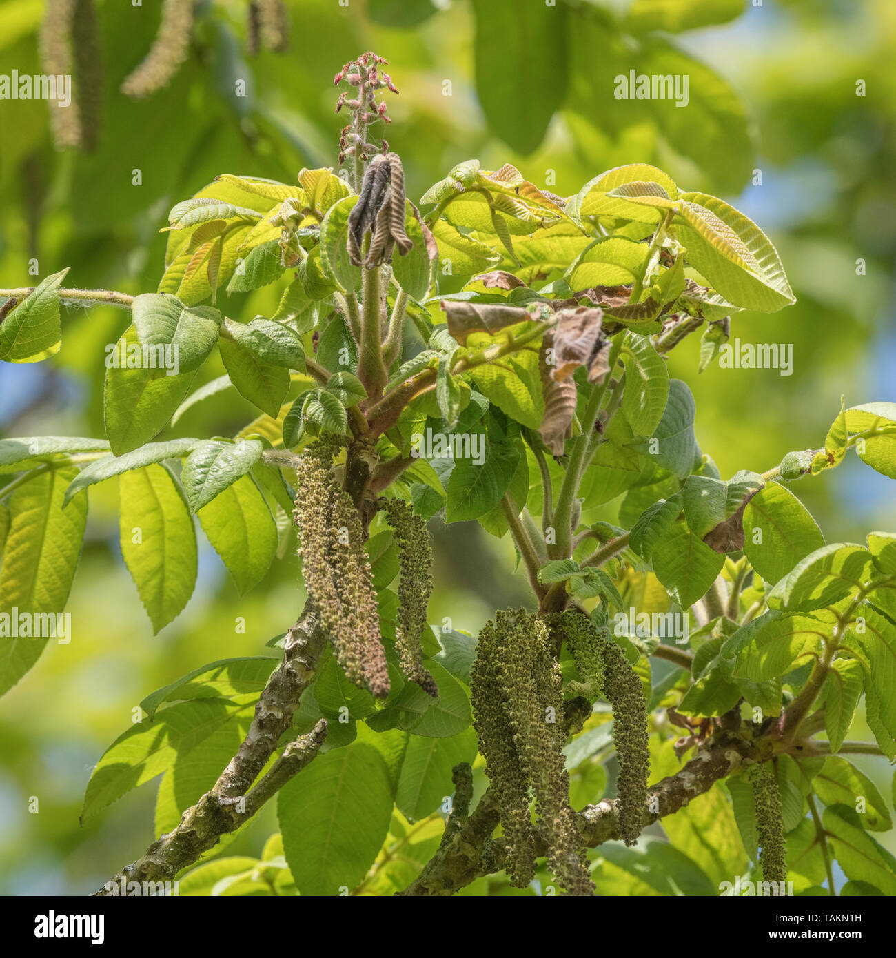 Flowers of Japanese Walnut / Juglans ailantifolia tree with exposed ...