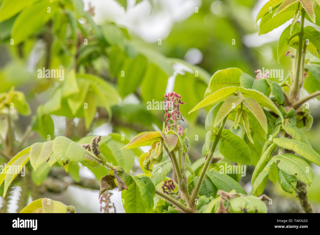 Flowers of Japanese Walnut / Juglans ailantifolia tree with exposed ...