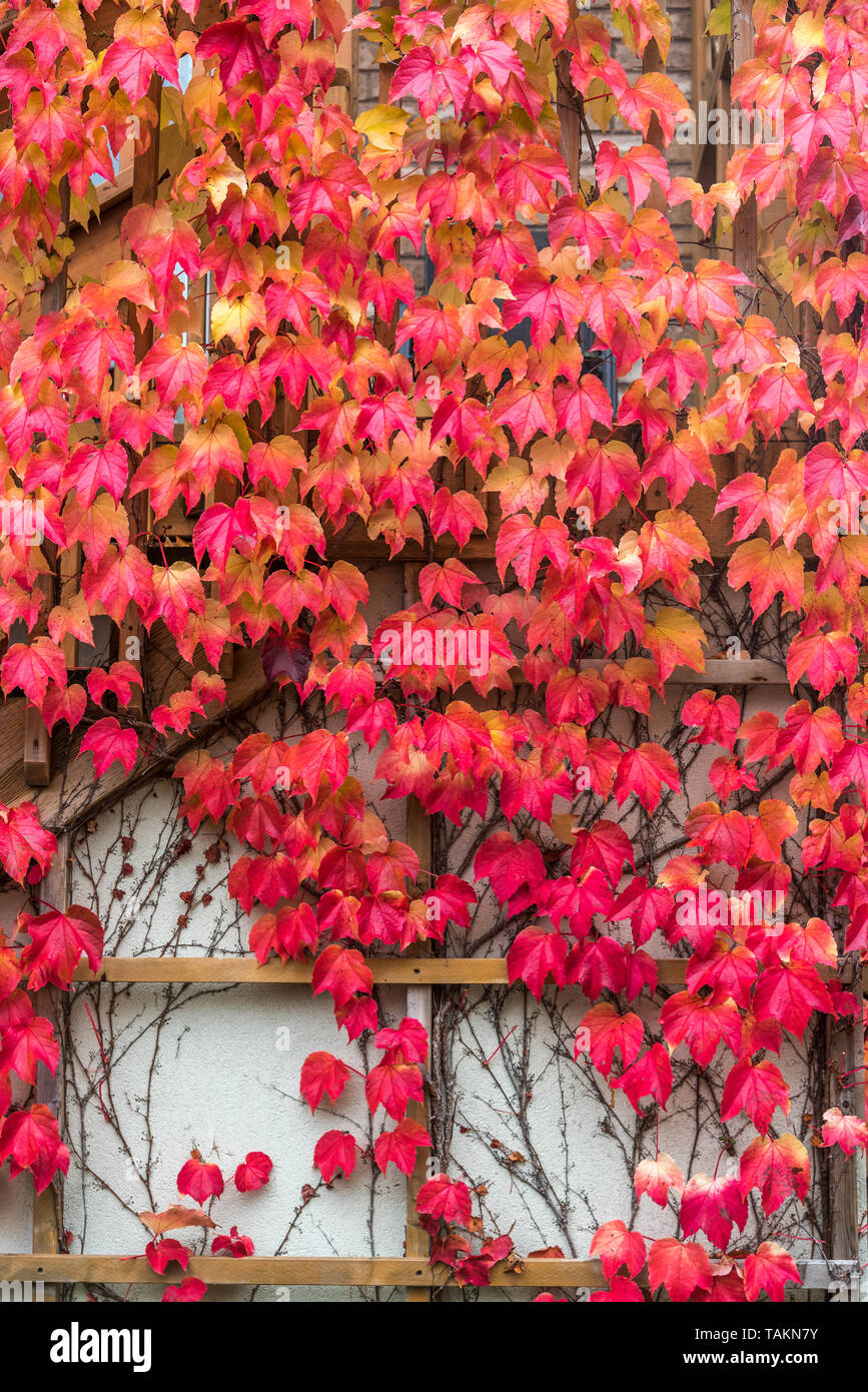 Dark red Boston Ivy leaves over white wall Stock Photo - Alamy