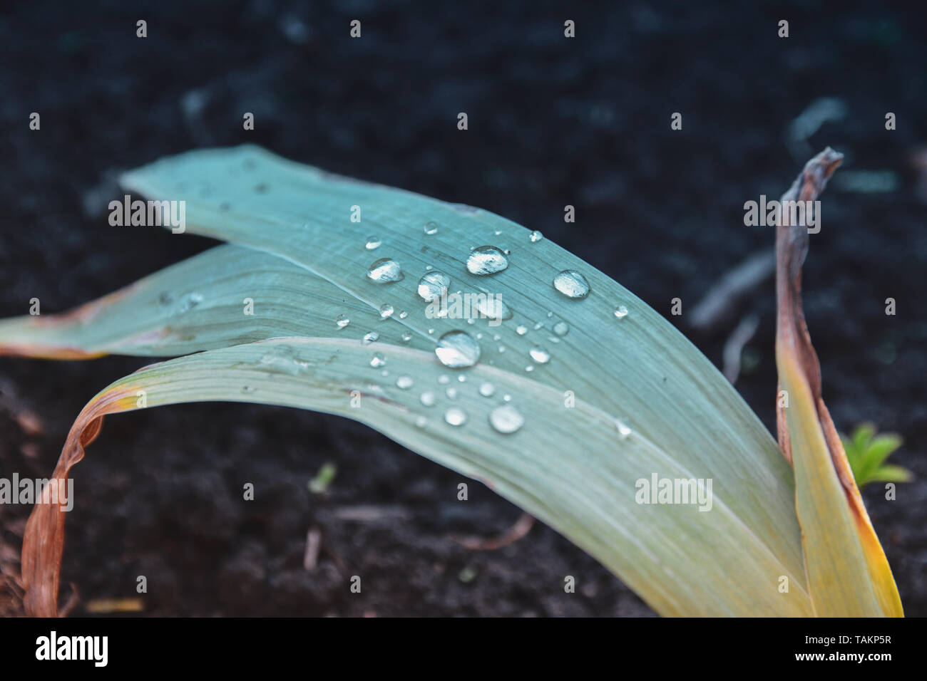 A few drops of rain hi-res stock photography and images - Alamy