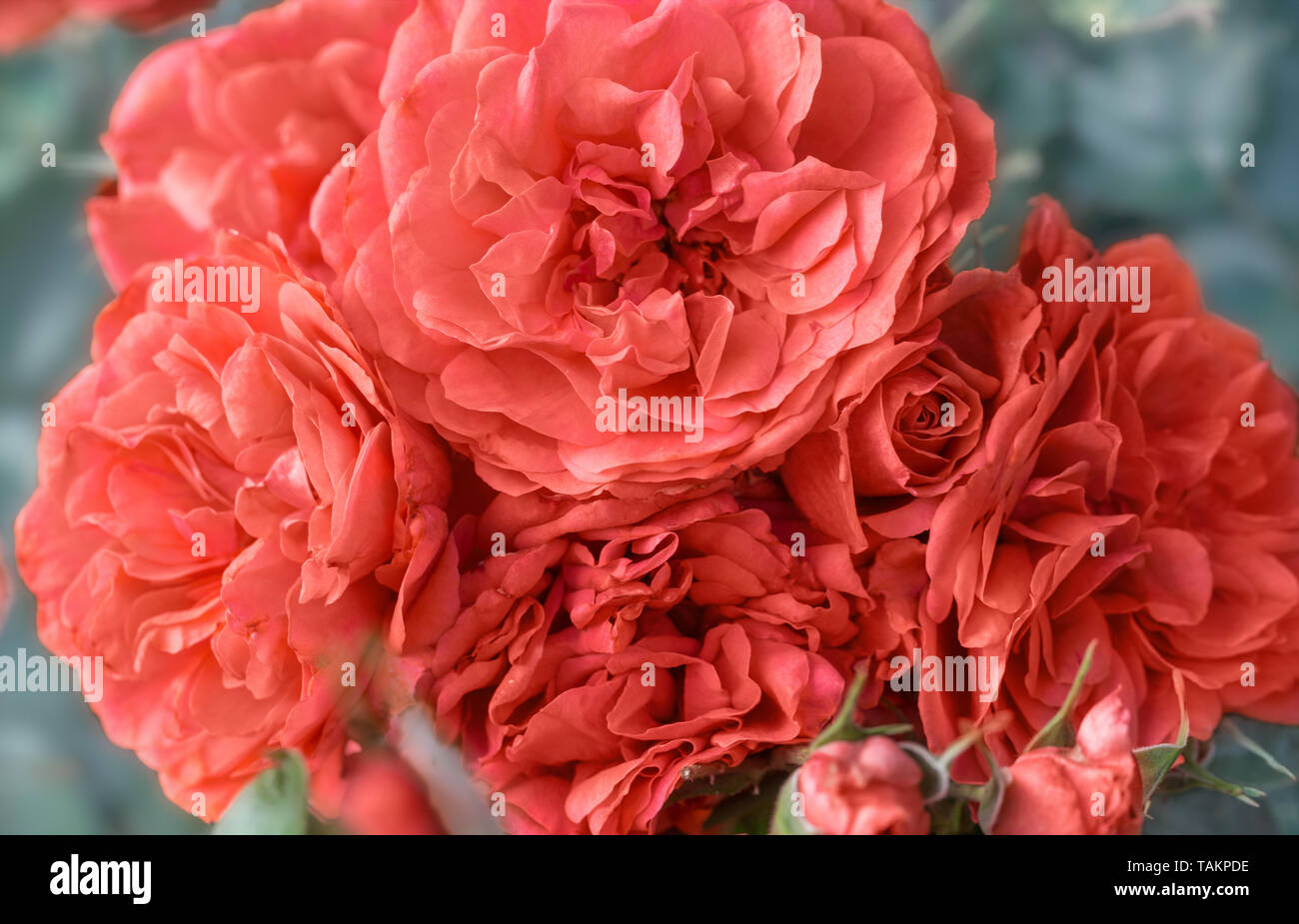 Beautiful living coral roses flowers in garden close up. Tinted effect ...