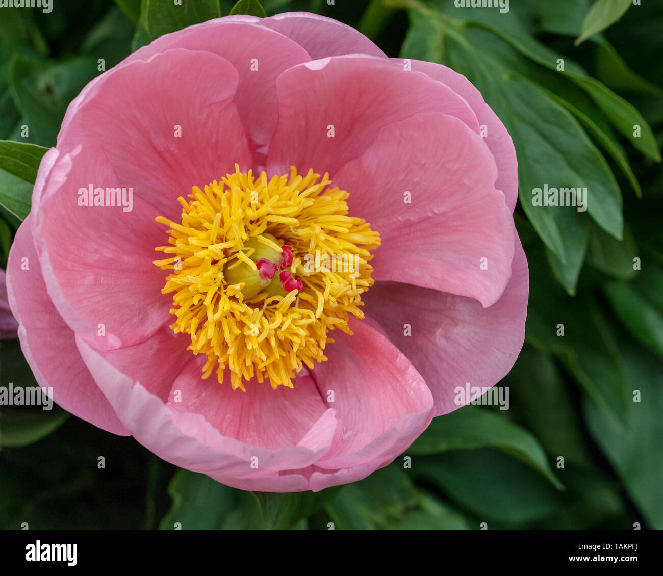 Taxonomists hi-res stock photography and images - Alamy