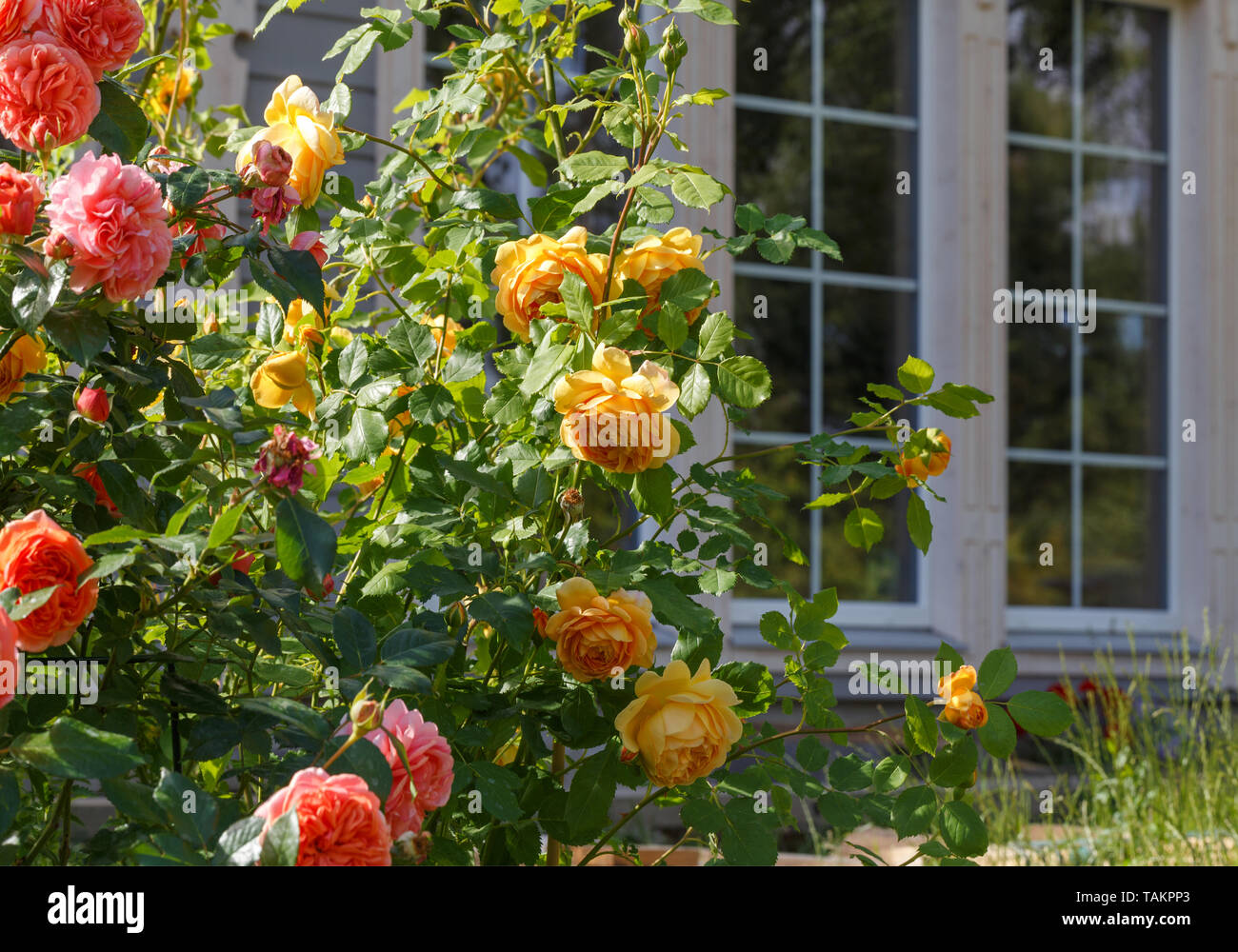 Cottage garden roses lavender hi-res stock photography and images - Alamy