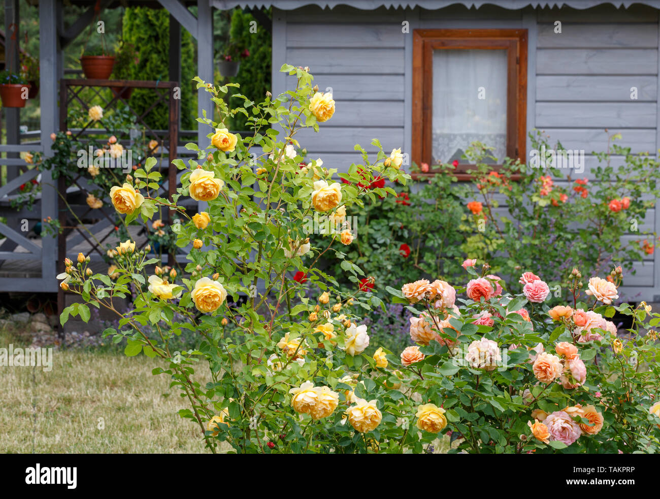 Cottage garden roses lavender hi-res stock photography and images - Alamy
