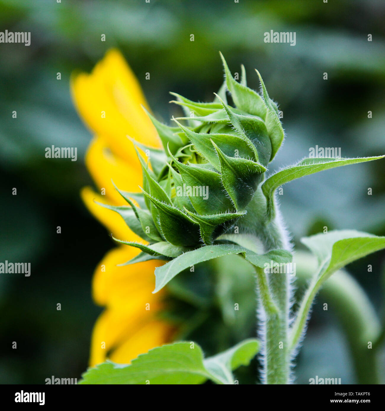 Sunflower buds hi-res stock photography and images - Alamy