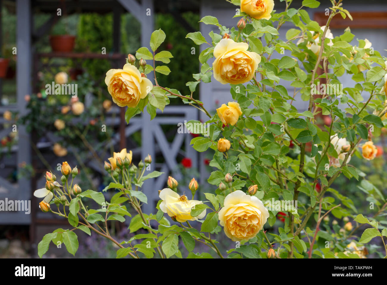 Garden Seat Outside Cottage High Resolution Stock Photography and ...