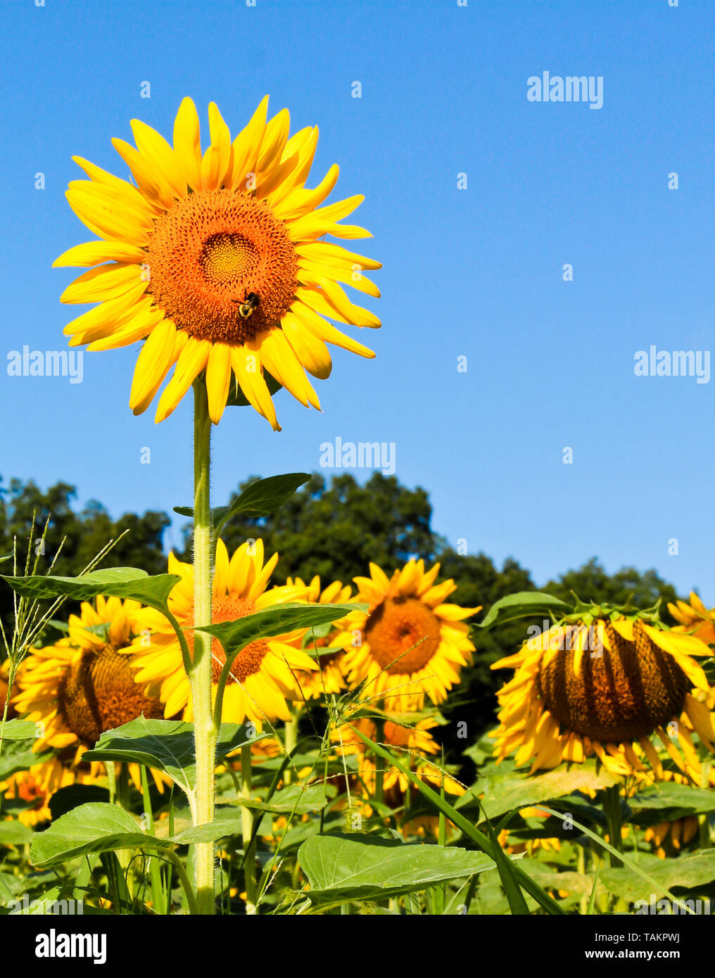 One sunflower stands out in a sunflower field Stock Photo - Alamy