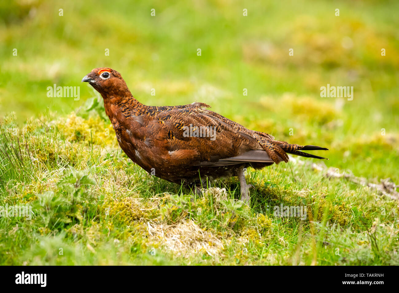Red Grouse male during the nesting season. Stood in natural moorland ...