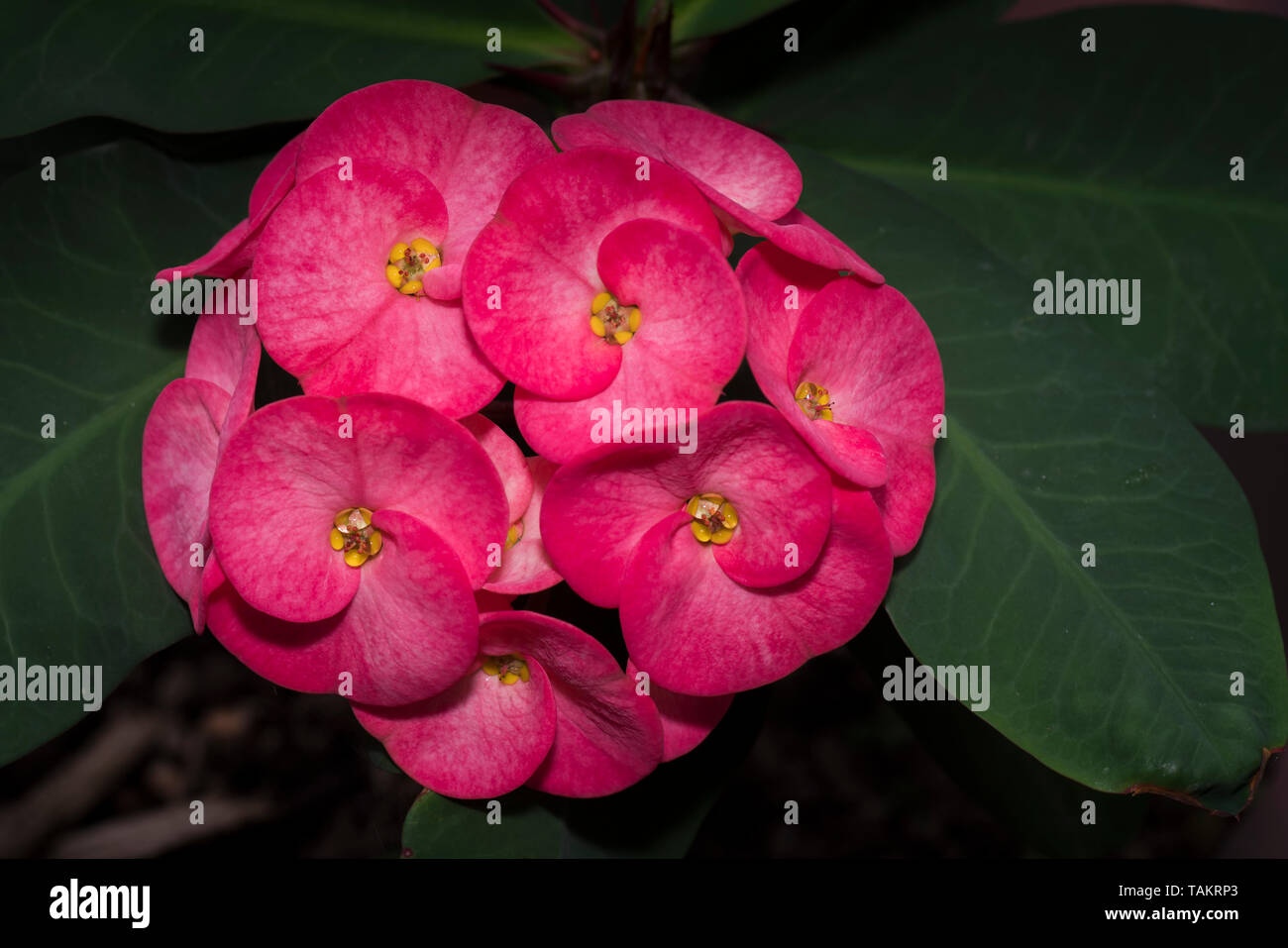 Euphorbia milii, crown of thorns, Christ plant, Christ thorn Stock ...