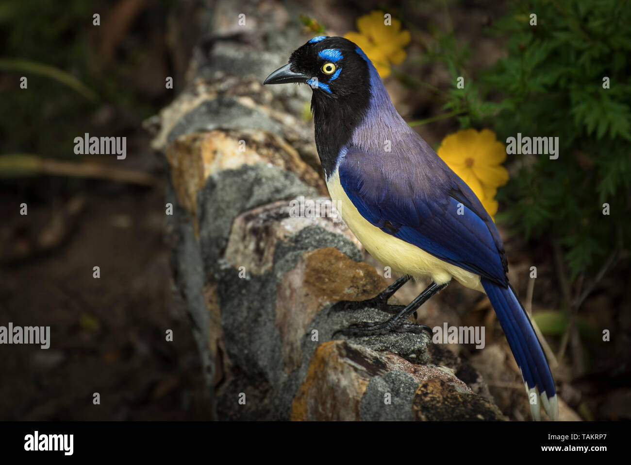 Black-chested jay (Cyanocorax affinis) a species of bird in the family ...