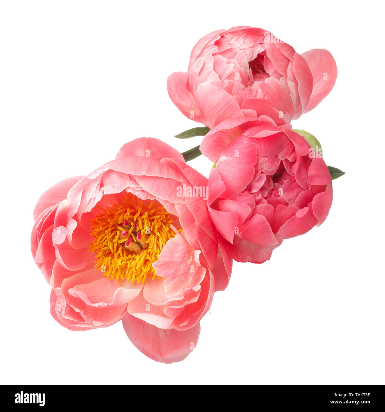beautiful pink peonies flowers isolated on white background Stock Photo ...