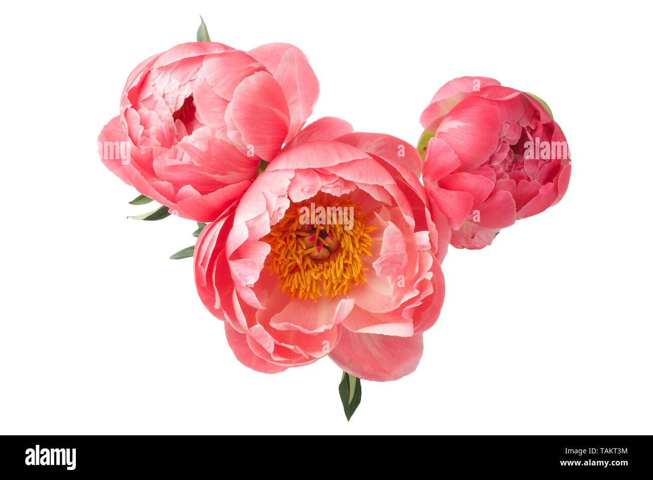 beautiful pink peonies flowers isolated on white background Stock Photo ...