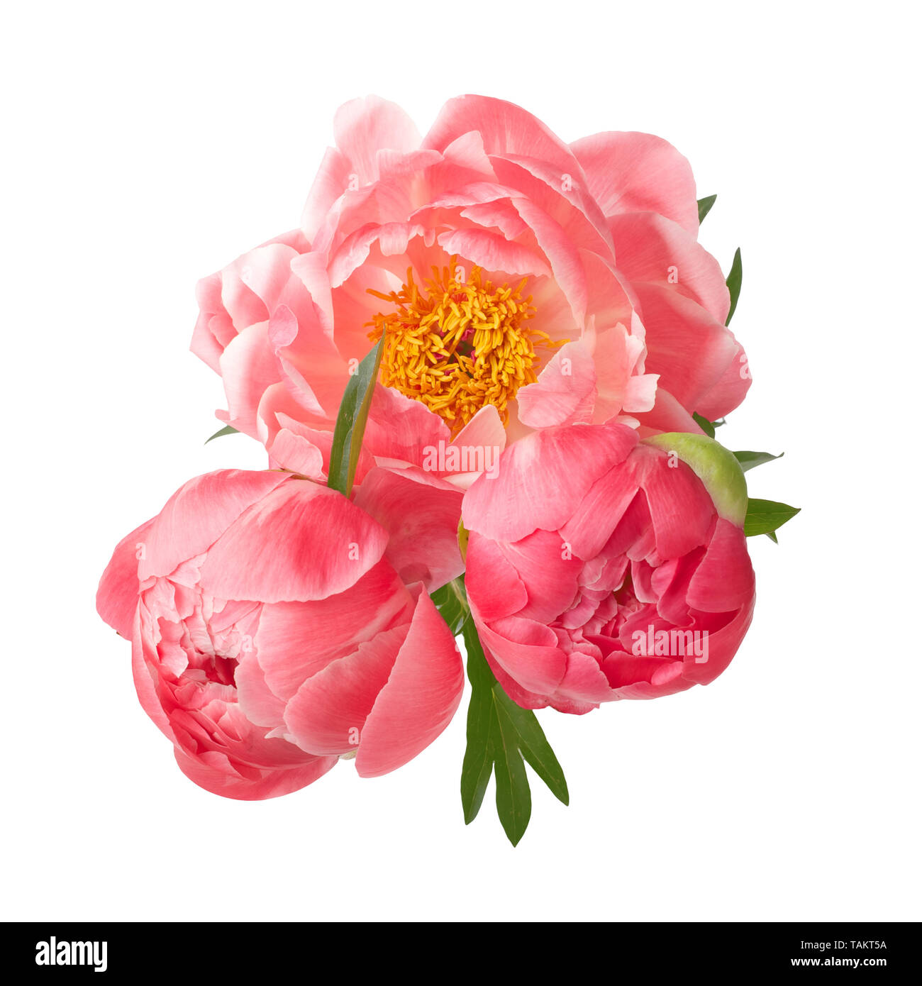 beautiful pink peonies flowers isolated on white background Stock Photo ...