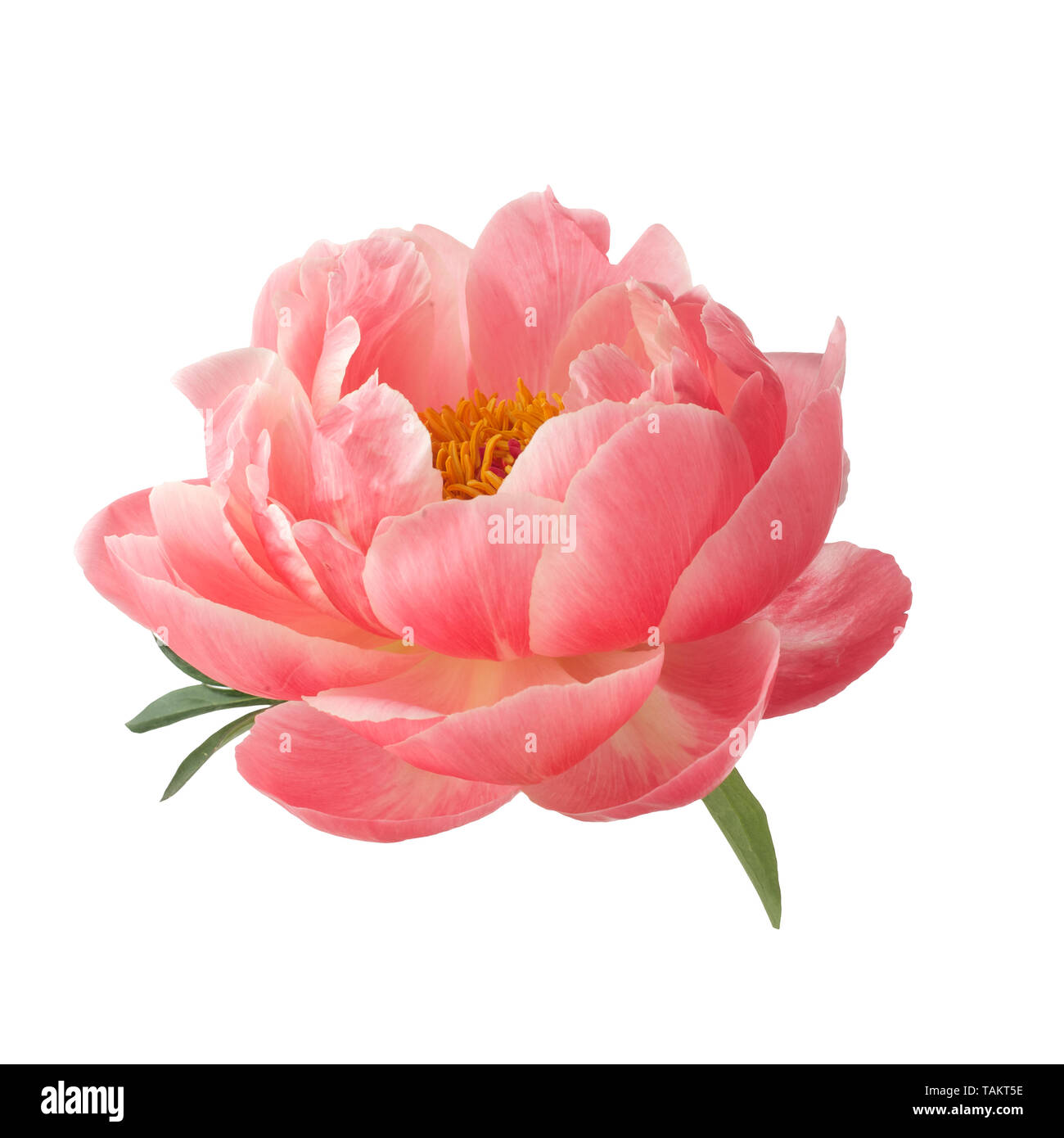 beautiful pink peony flower isolated on white background Stock Photo ...