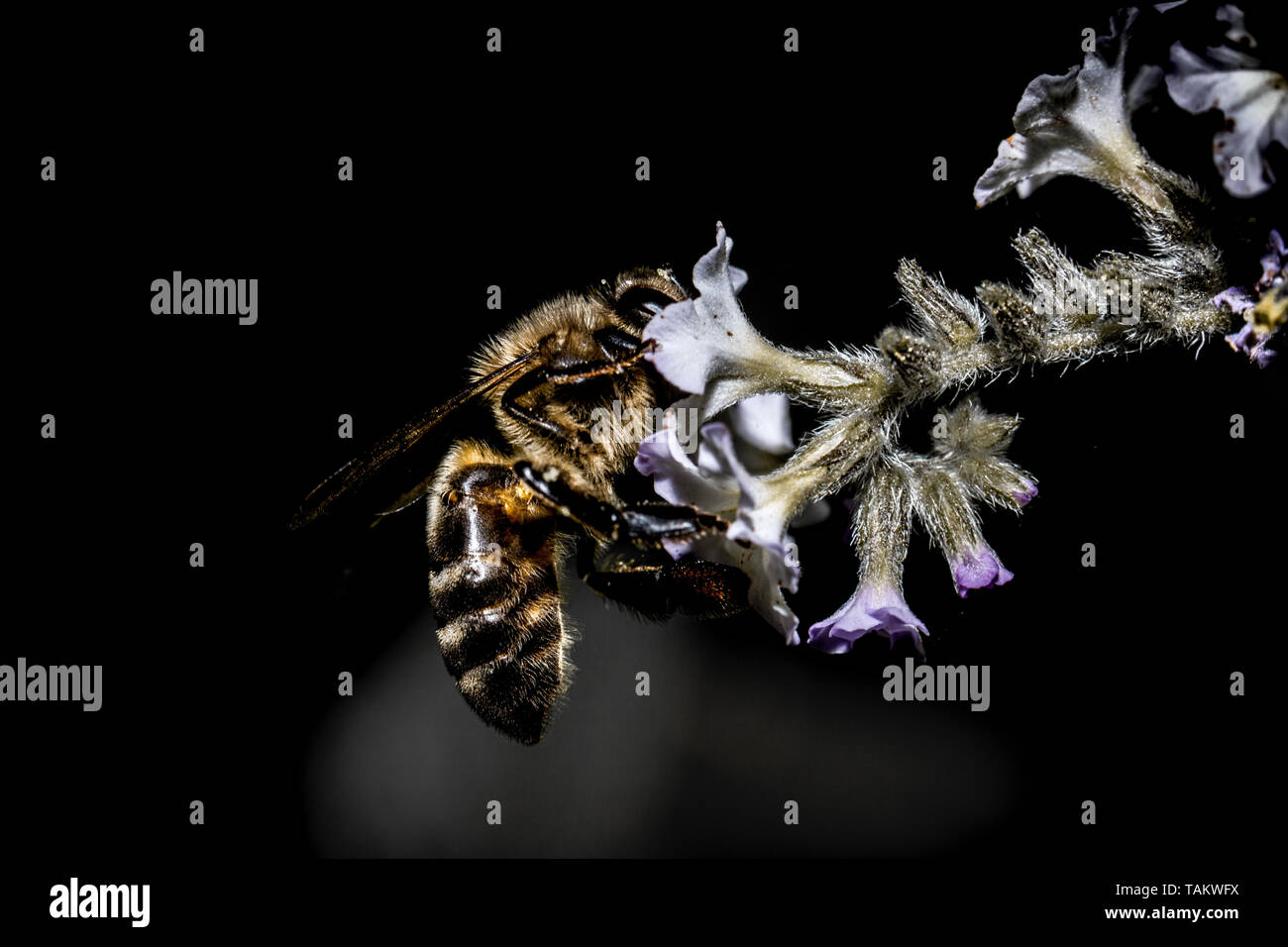 spanish bee pollinating a flower Stock Photo - Alamy