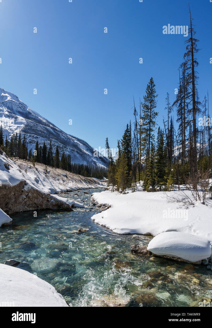 gorgeous wintry scene early spring in Marble Canyon provincial park ...