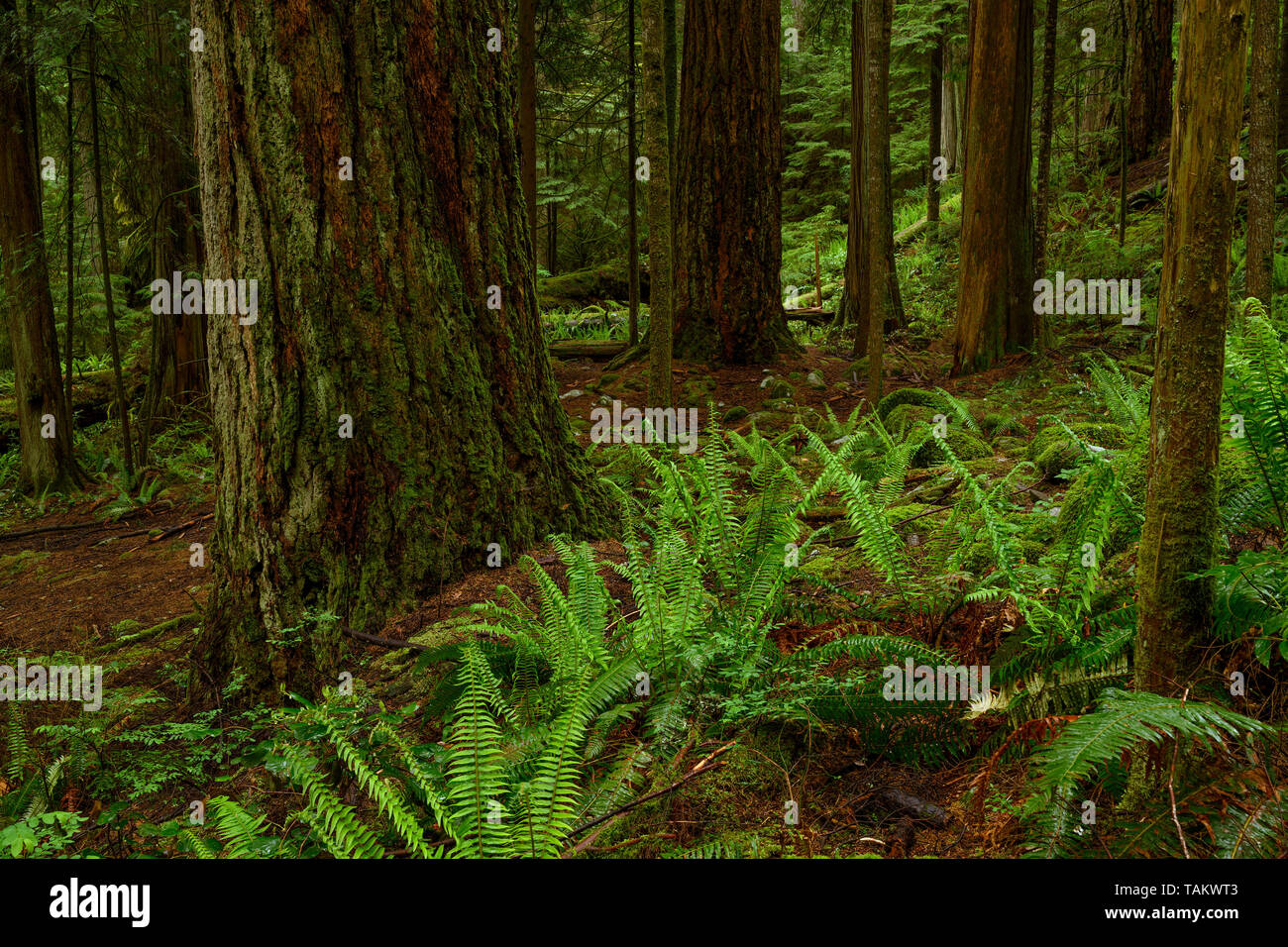 Dark rainforest hi-res stock photography and images - Alamy