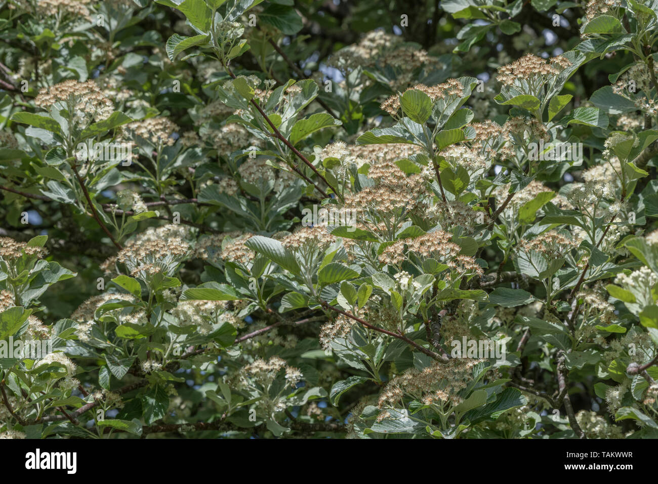 Vitoxel hi-res stock photography and images - Alamy