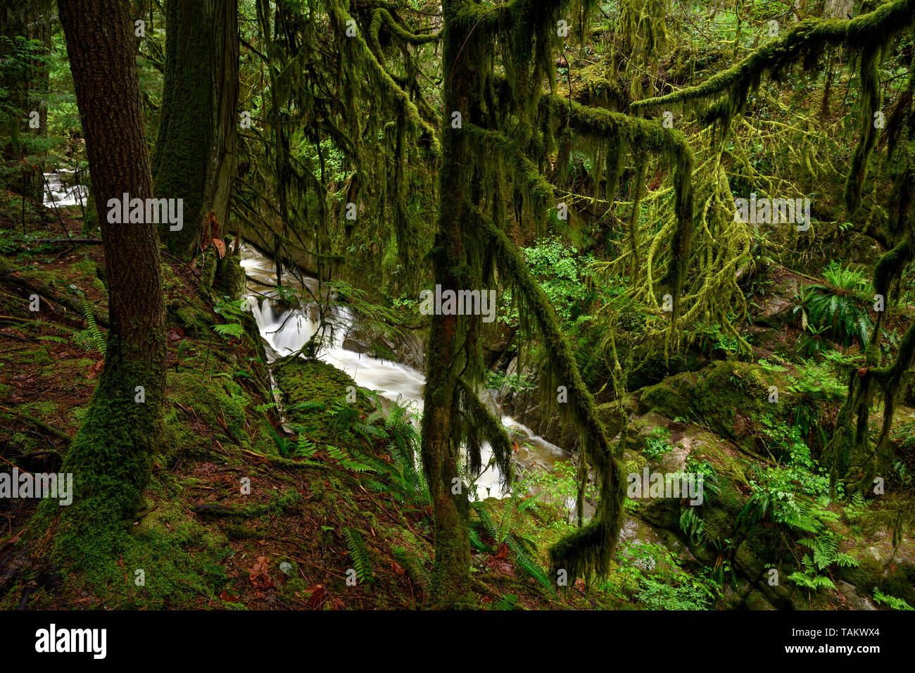 Cypress Creek running through a rough terrain in a dark rainforest with ...