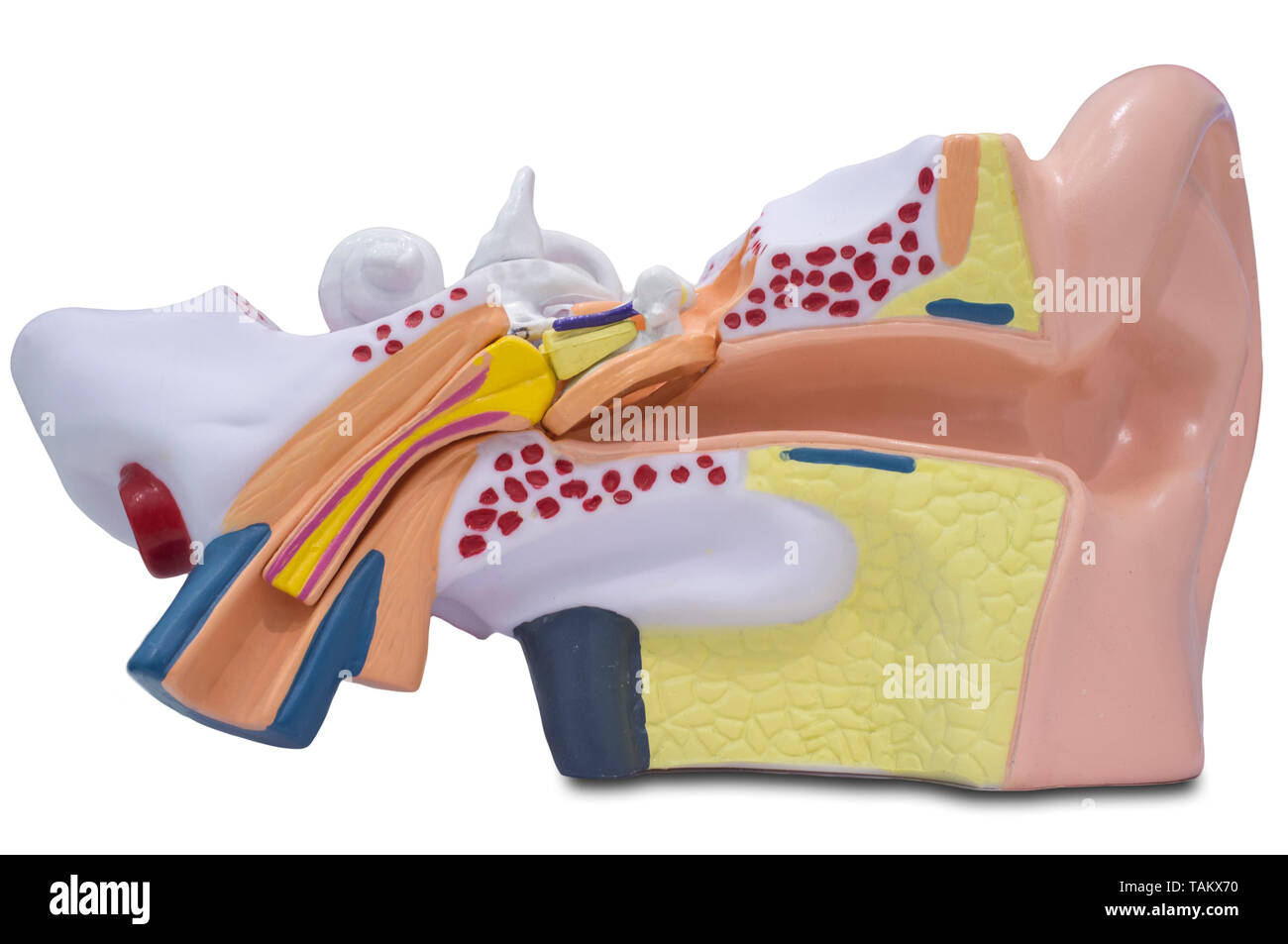 Artificial human ear model. Ear model for science classes Stock Photo ...