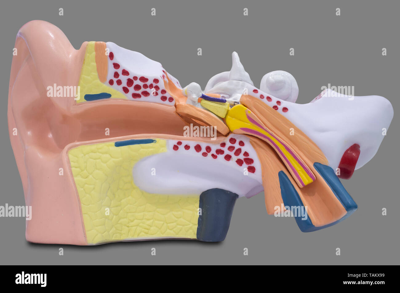Artificial human ear model. Ear model for science classes Stock Photo ...